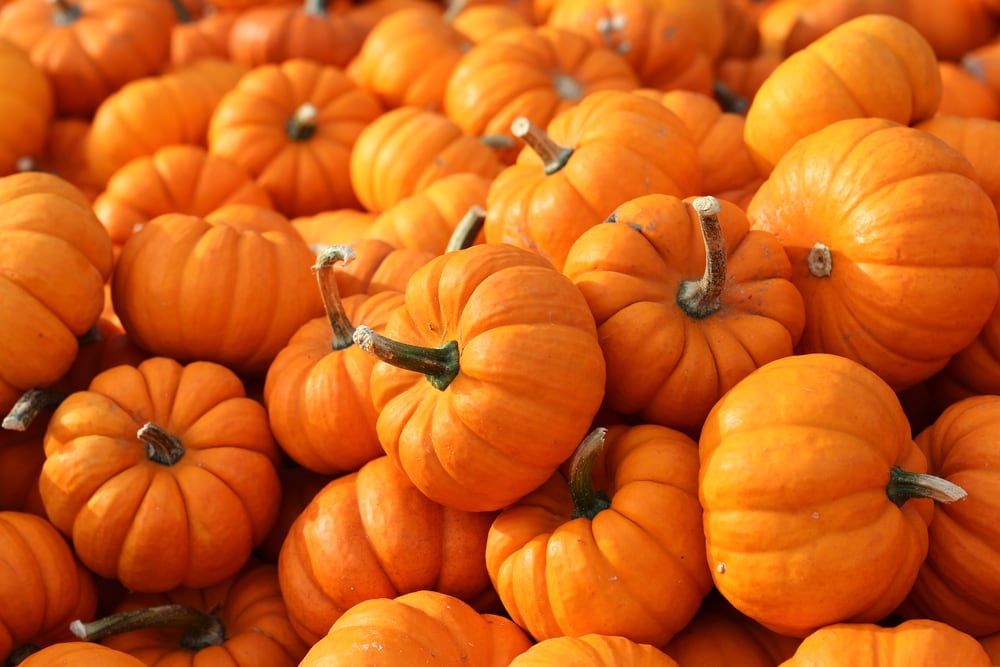 The Power of Pumpkin in Your Diet - Pretty Extraordinary
